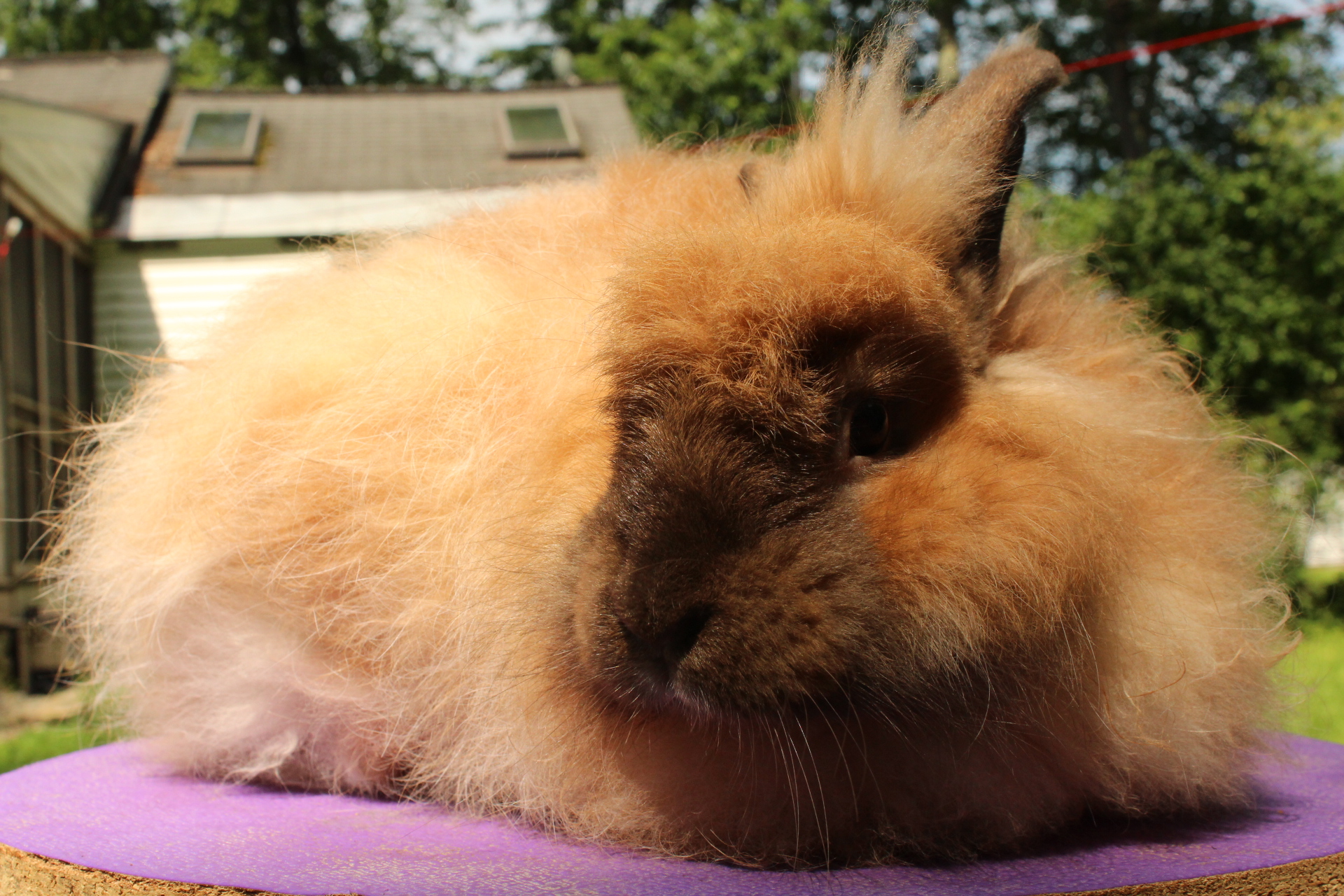 Contact Me – Samollynn Angora Rabbits