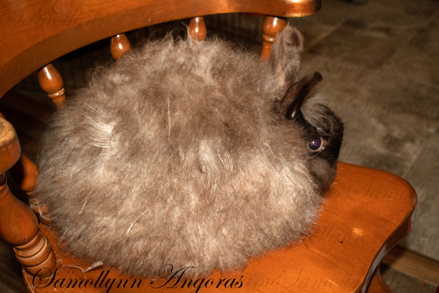 Rabbit Photos – Samollynn Angora Rabbits