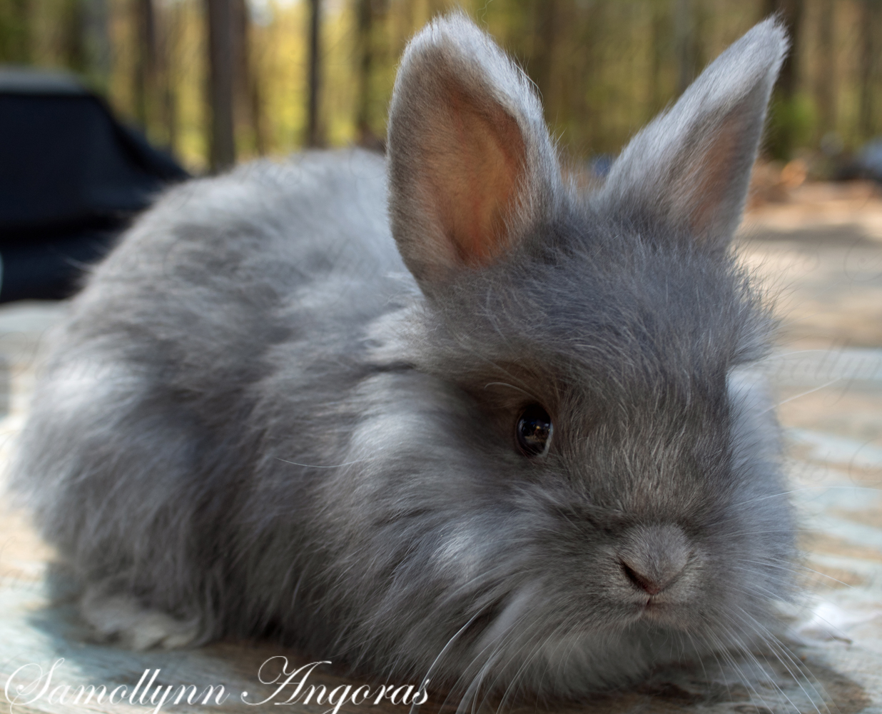 Angora Information – Samollynn Angora Rabbits