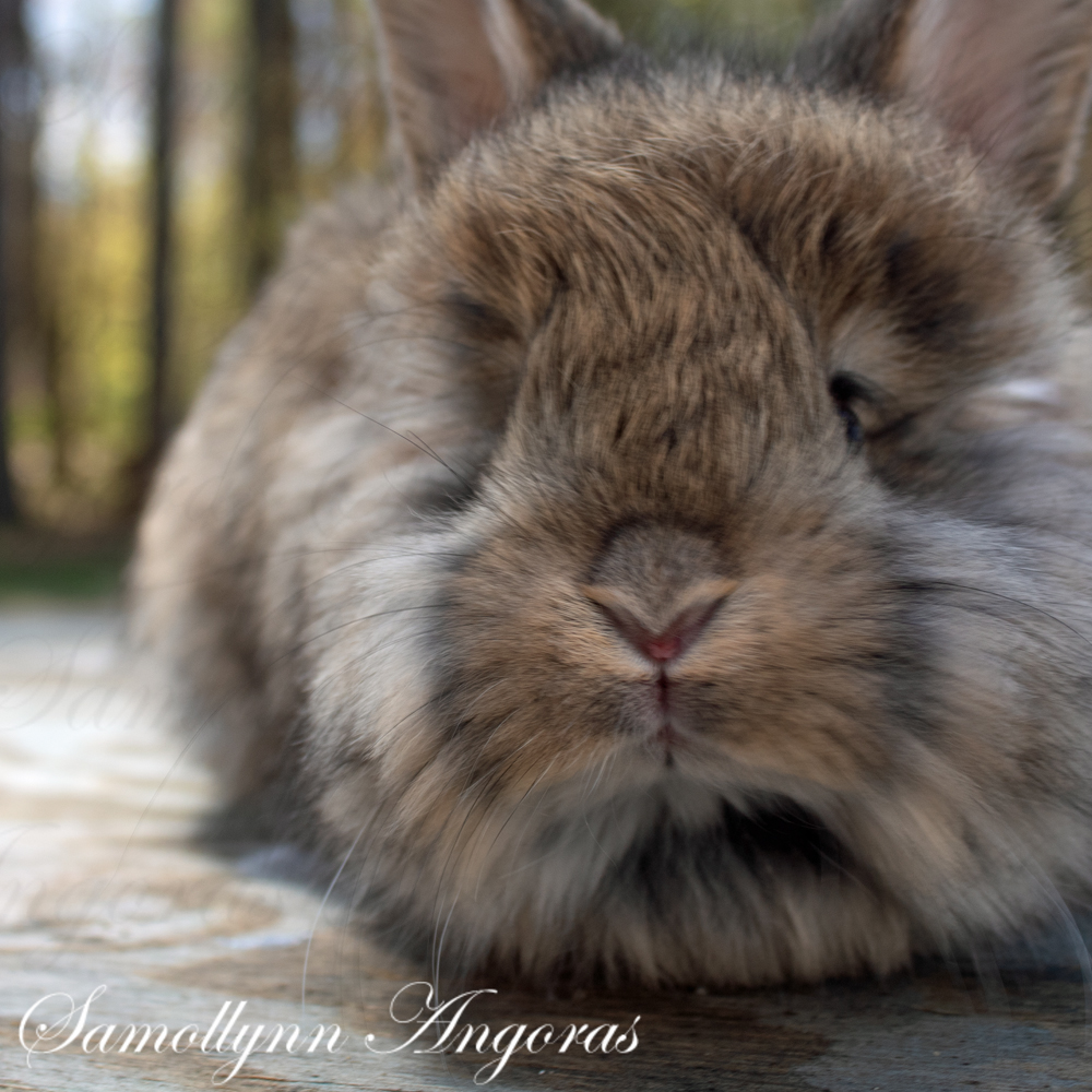 Baby Photos – Samollynn Angora Rabbits