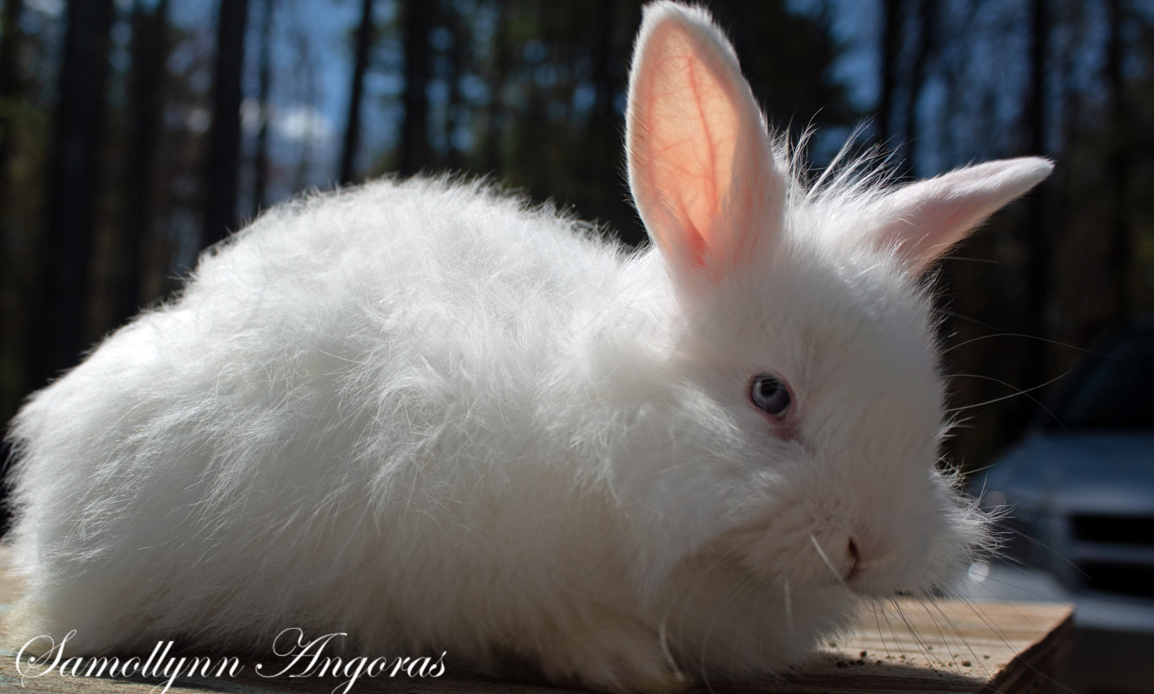 Baby Photos – Samollynn Angora Rabbits