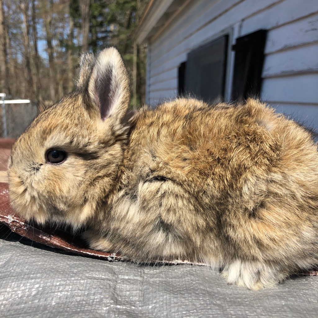 Baby Photos – Samollynn Angora Rabbits