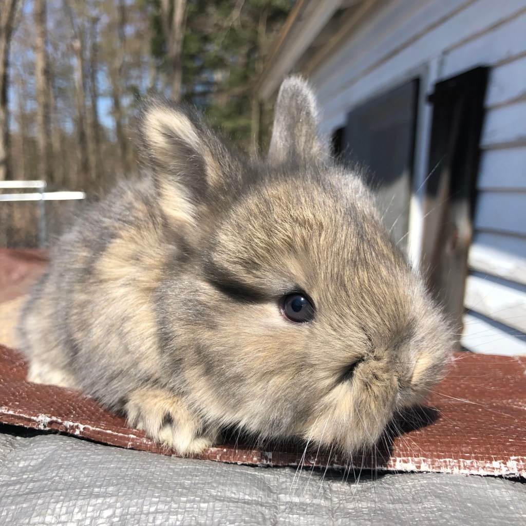 Baby Photos – Samollynn Angora Rabbits