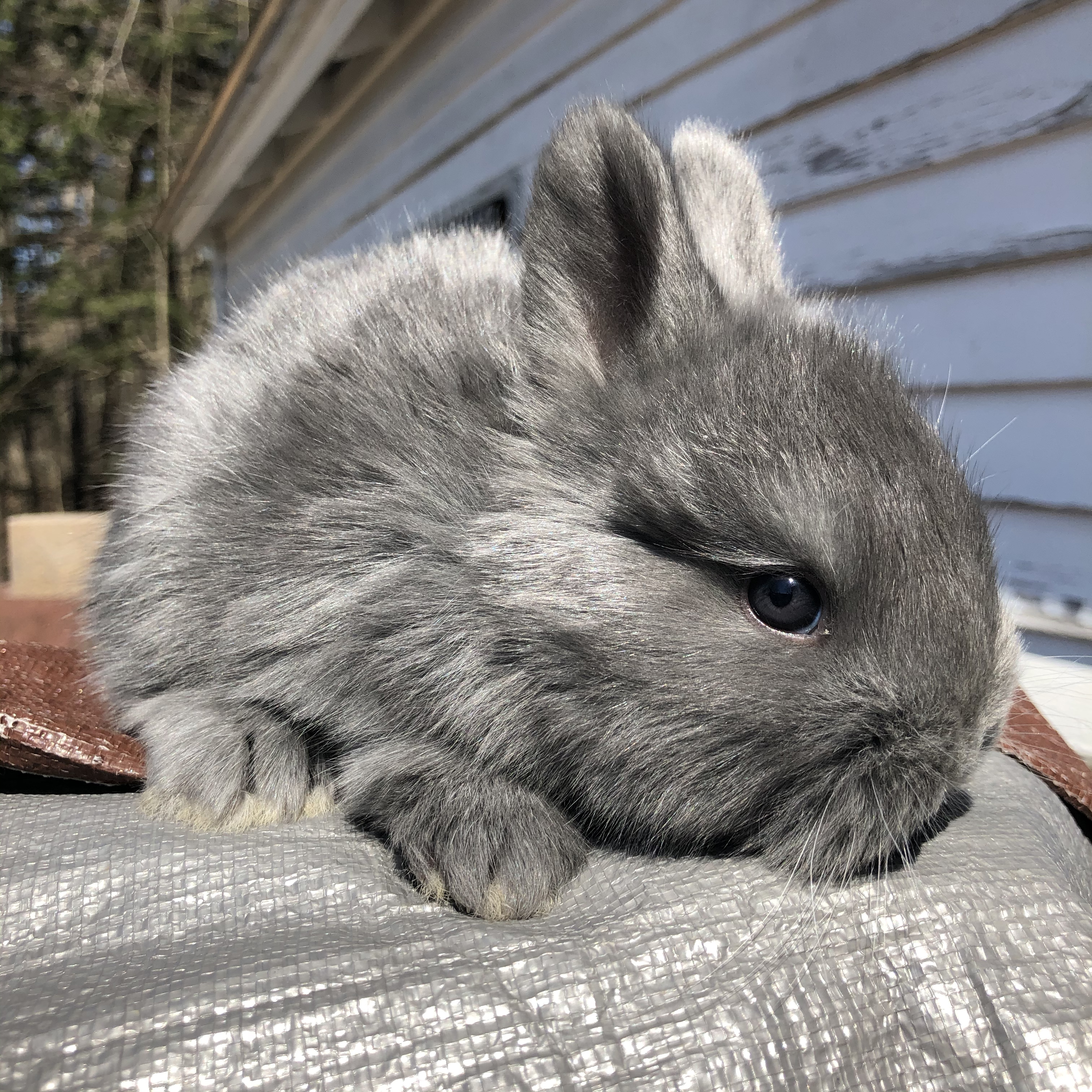 Baby Photos – Samollynn Angora Rabbits