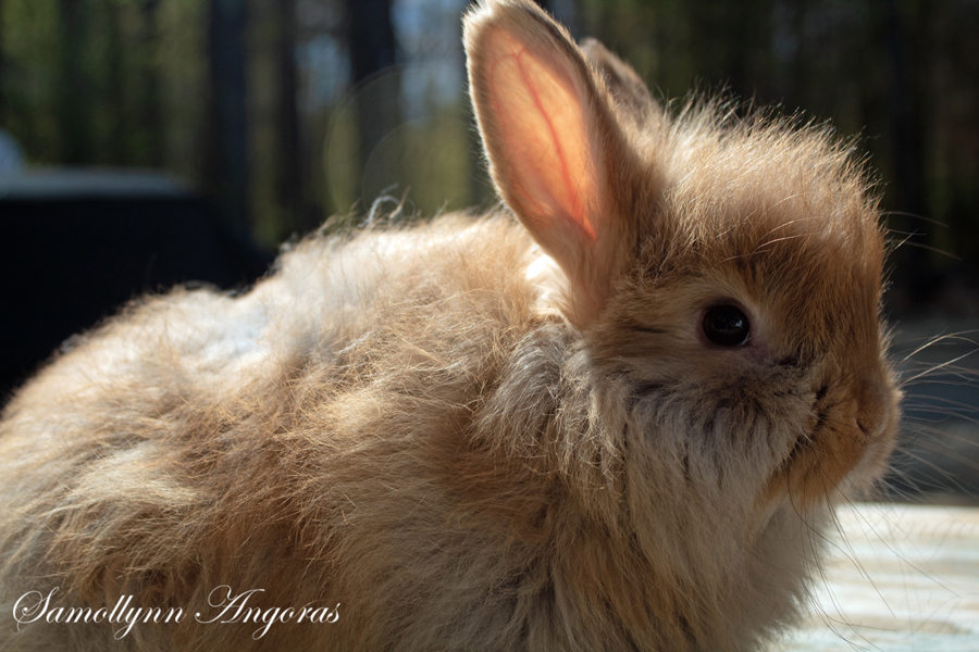 So You’re Getting a New Bunny Part 1 – Samollynn Angora Rabbits