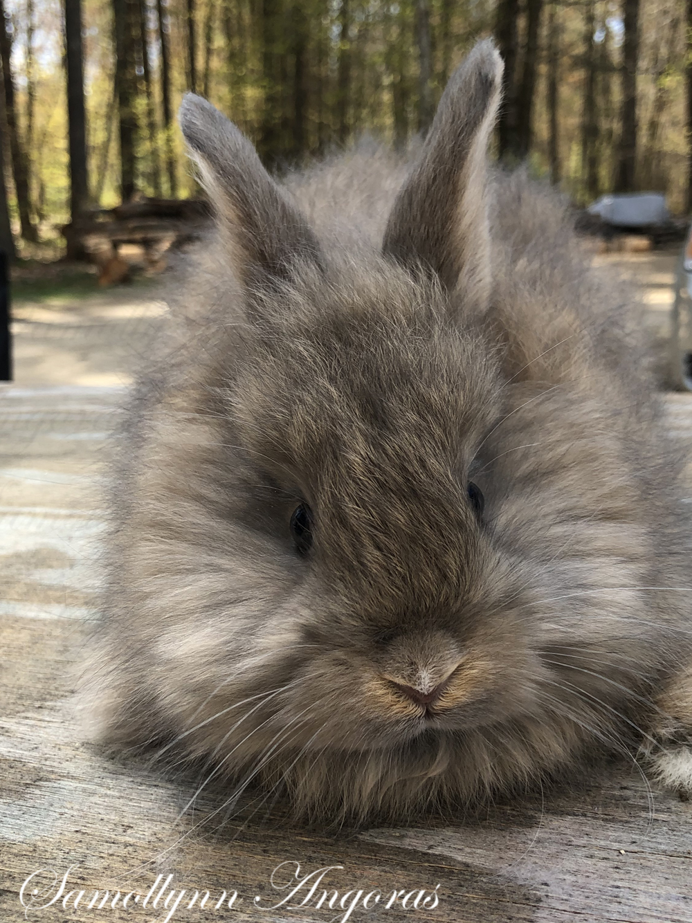 Baby Photos – Samollynn Angora Rabbits